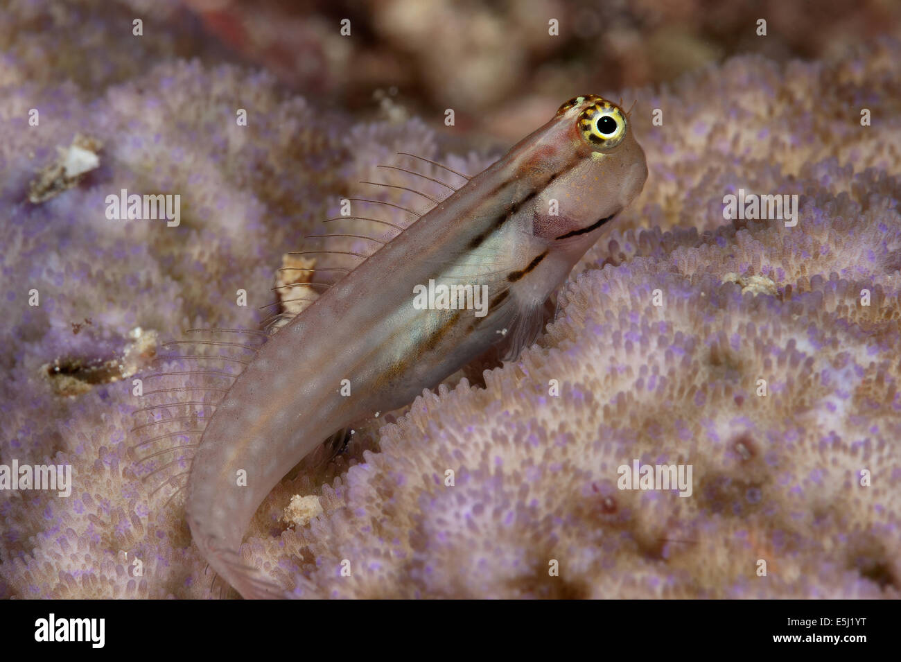 Red eye goby hi-res stock photography and images - Alamy