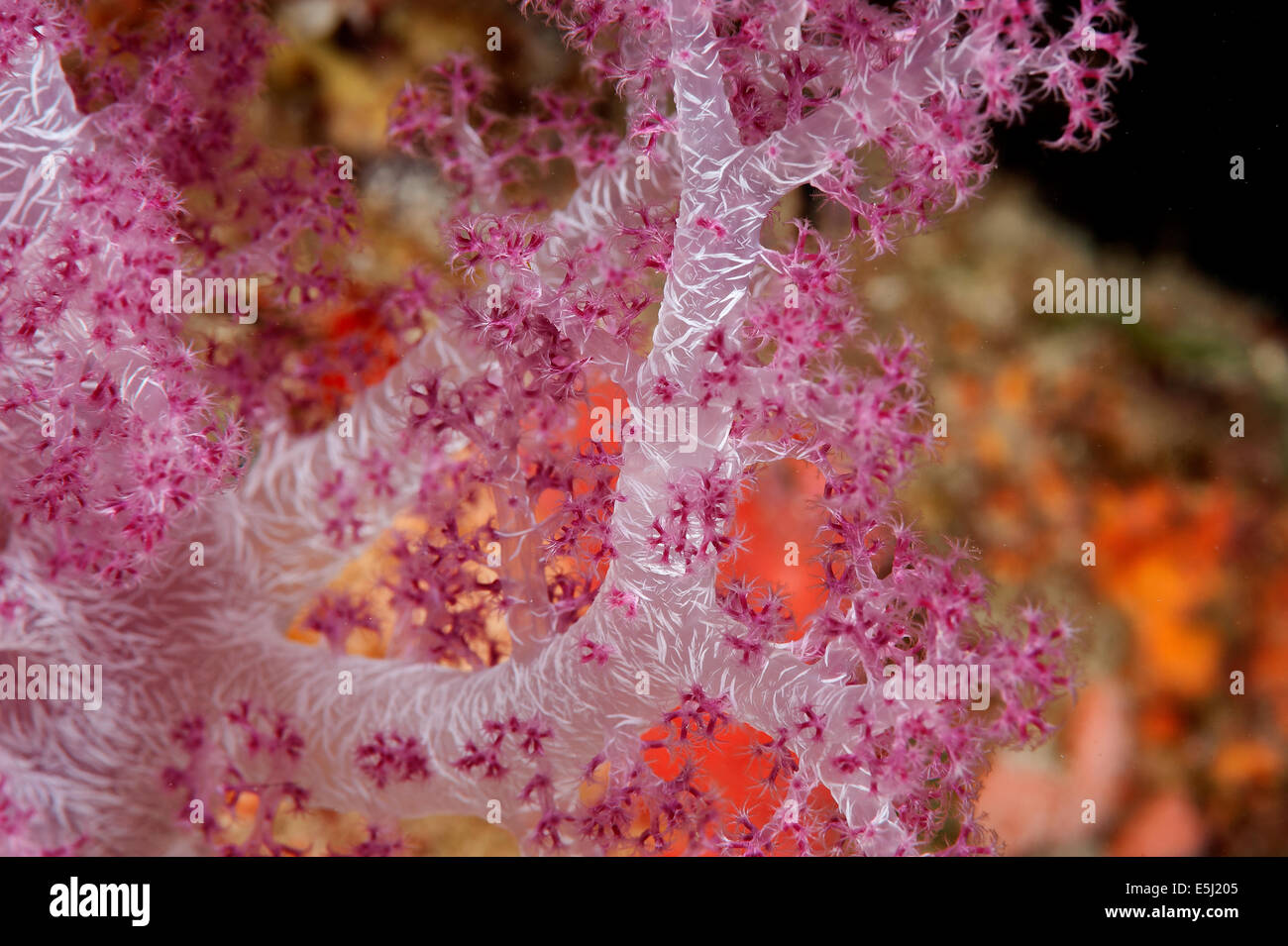 Dendronepthya Sp High Resolution Stock Photography and Images - Alamy