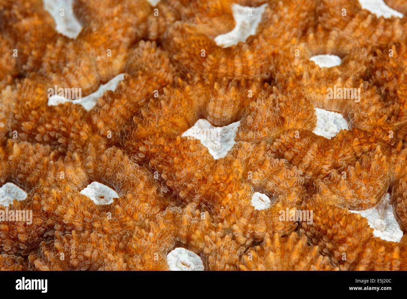 Caulastrea coral hi-res stock photography and images - Alamy