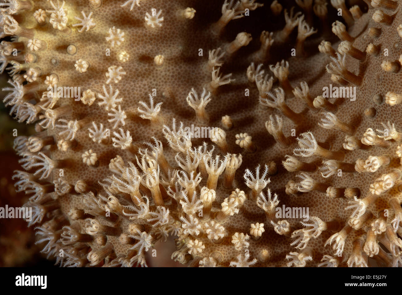 Detail of Goniopora sp. coral in the Red Sea off Sudan coast Stock ...