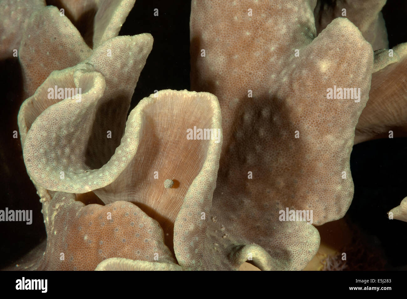 Sarcophyton sp red sea hi-res stock photography and images - Alamy