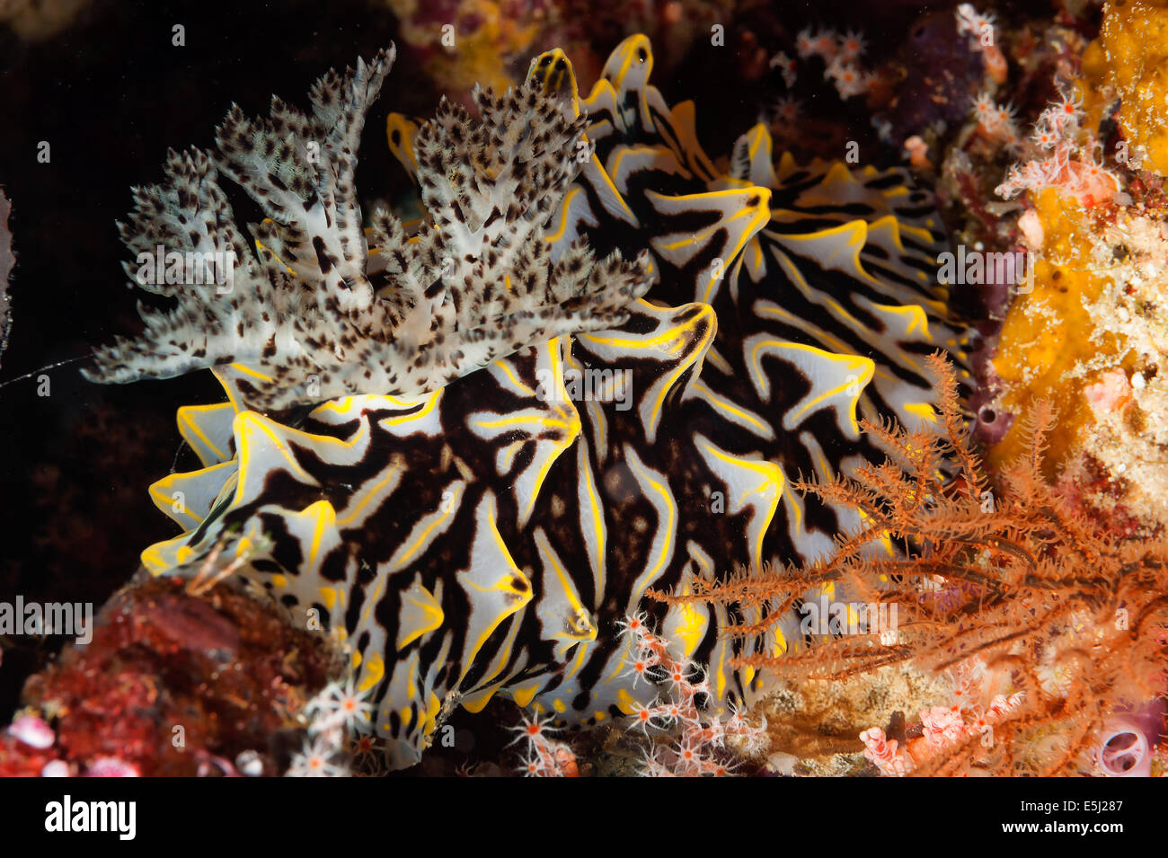 Halgerda willeyi sea slug in the Red Sea off Sudan coast Stock Photo ...