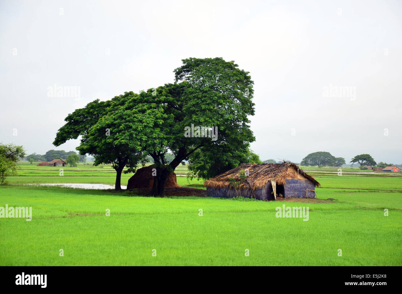 House on paddy field located in Bago, Myanmar Stock Photo - Alamy