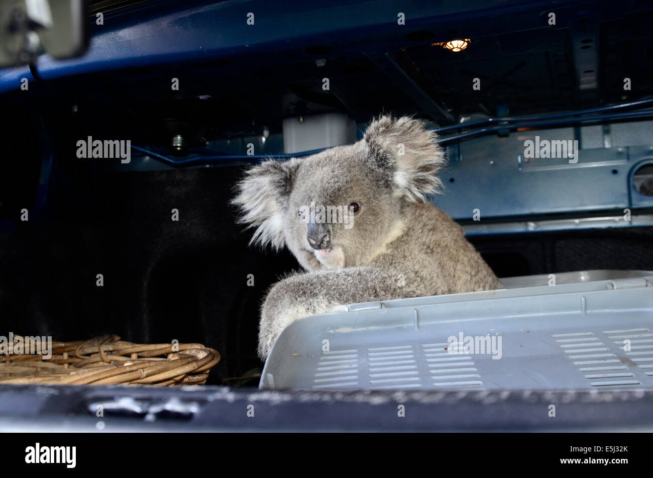 Car Dirving Kola The Animal