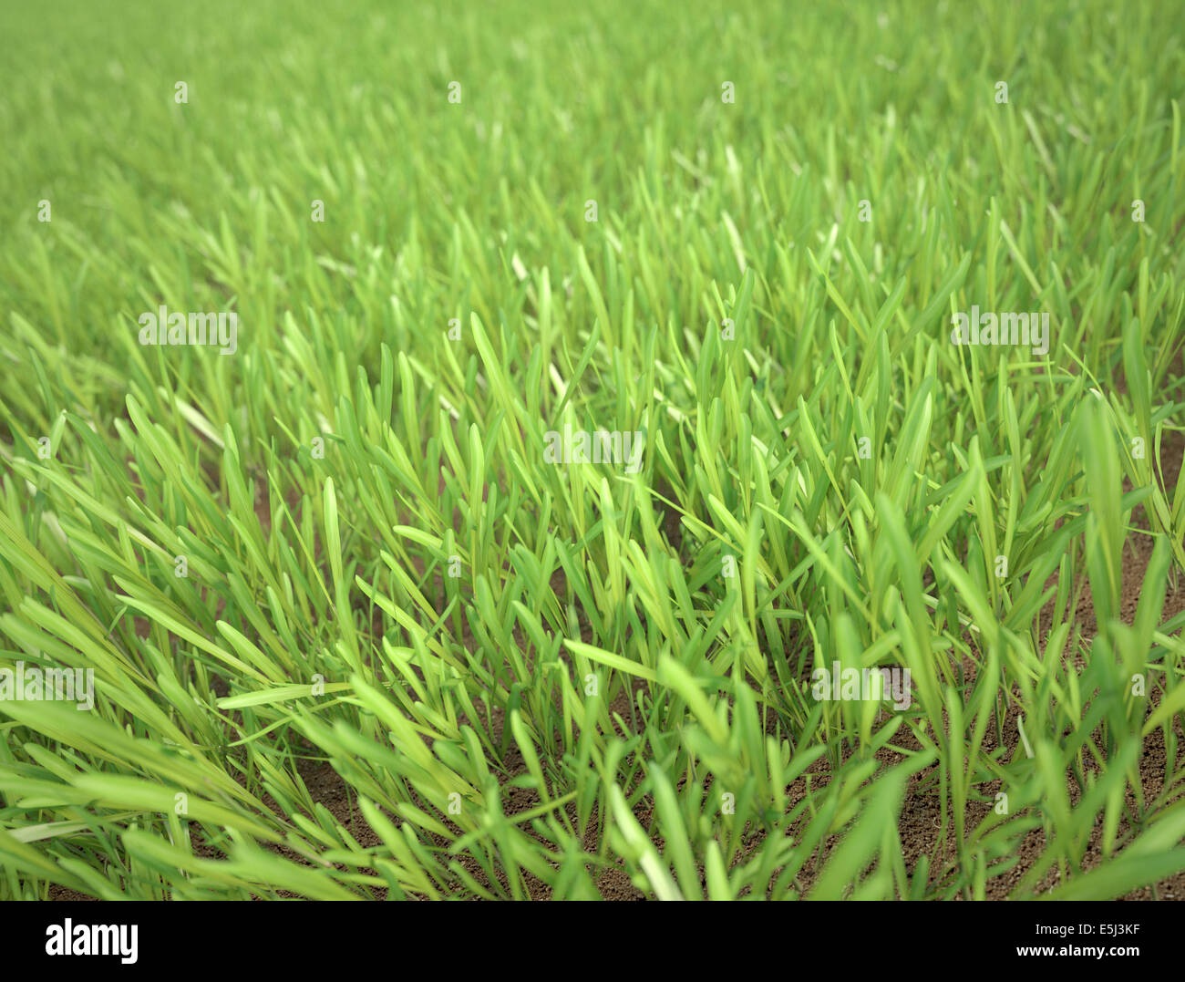 Grass high resolution hi-res stock photography and images - Alamy