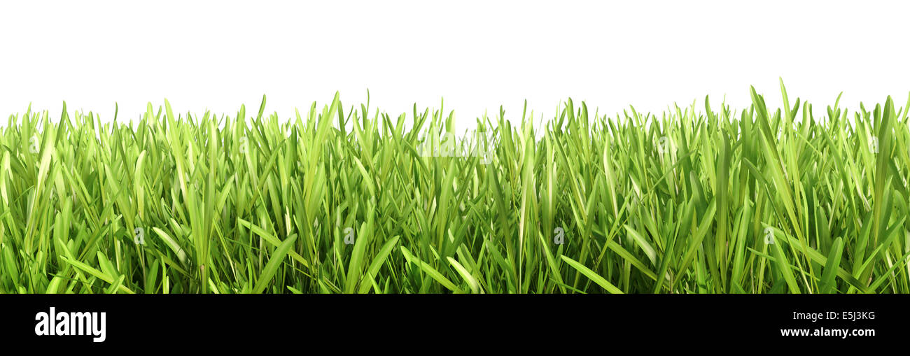 Grass high resolution hi-res stock photography and images - Alamy