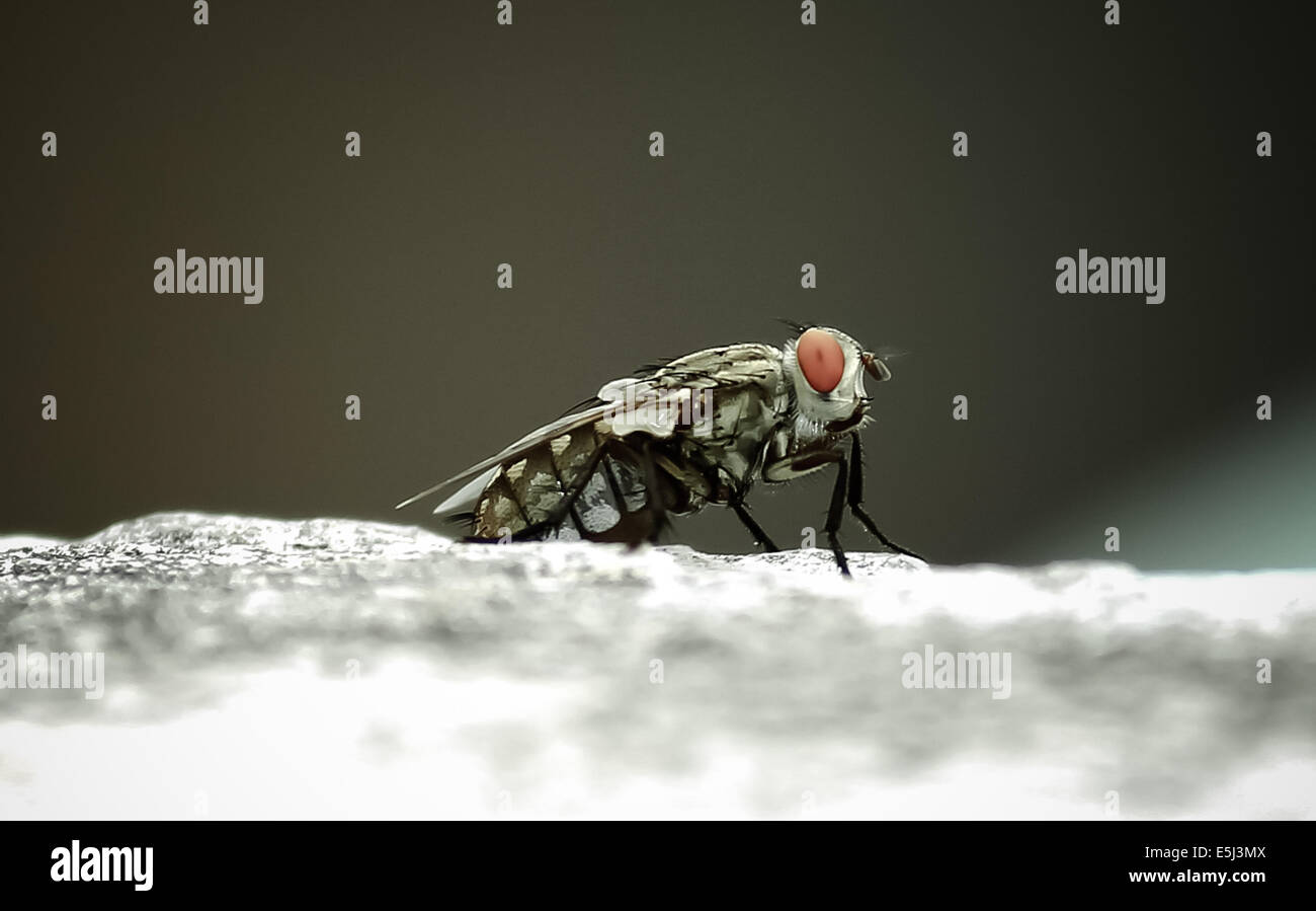 The big fly hi-res stock photography and images - Alamy