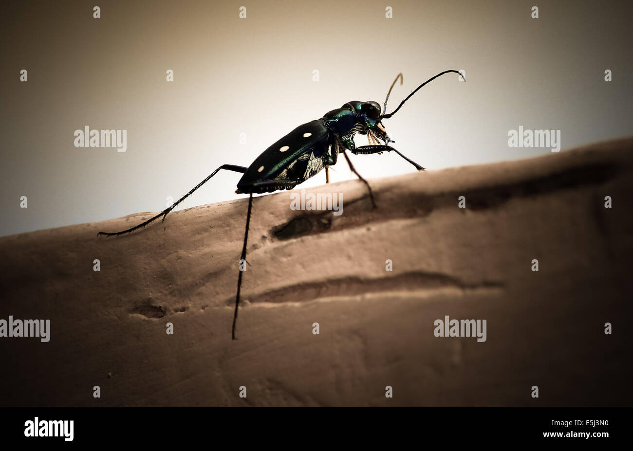 Bettle hi-res stock photography and images - Alamy
