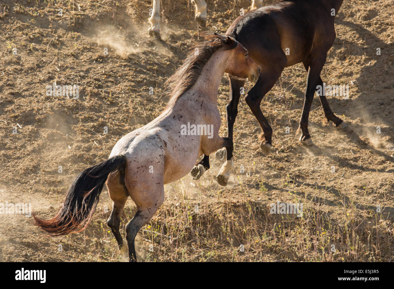 Mustang horse running hi-res stock photography and images - Alamy
