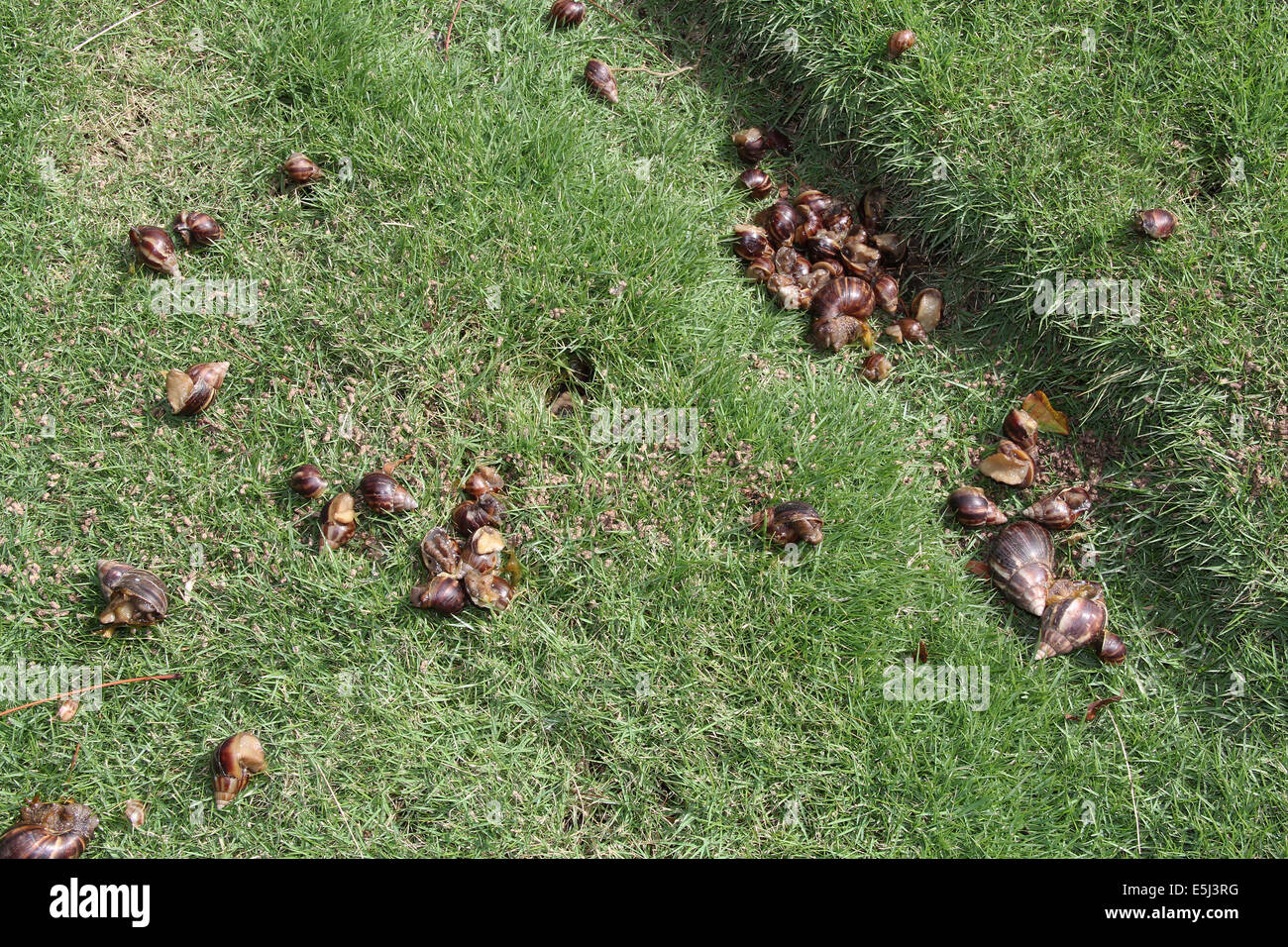 Giant African Land Snails that have been poisoned in Antigua Barbuda ...