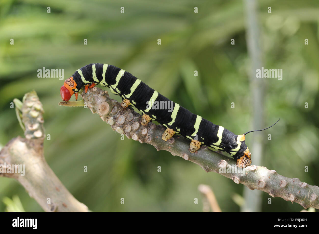 Tetrio Sphinx Caterpillar native to Antigua Barbuda in the Caribbean ...