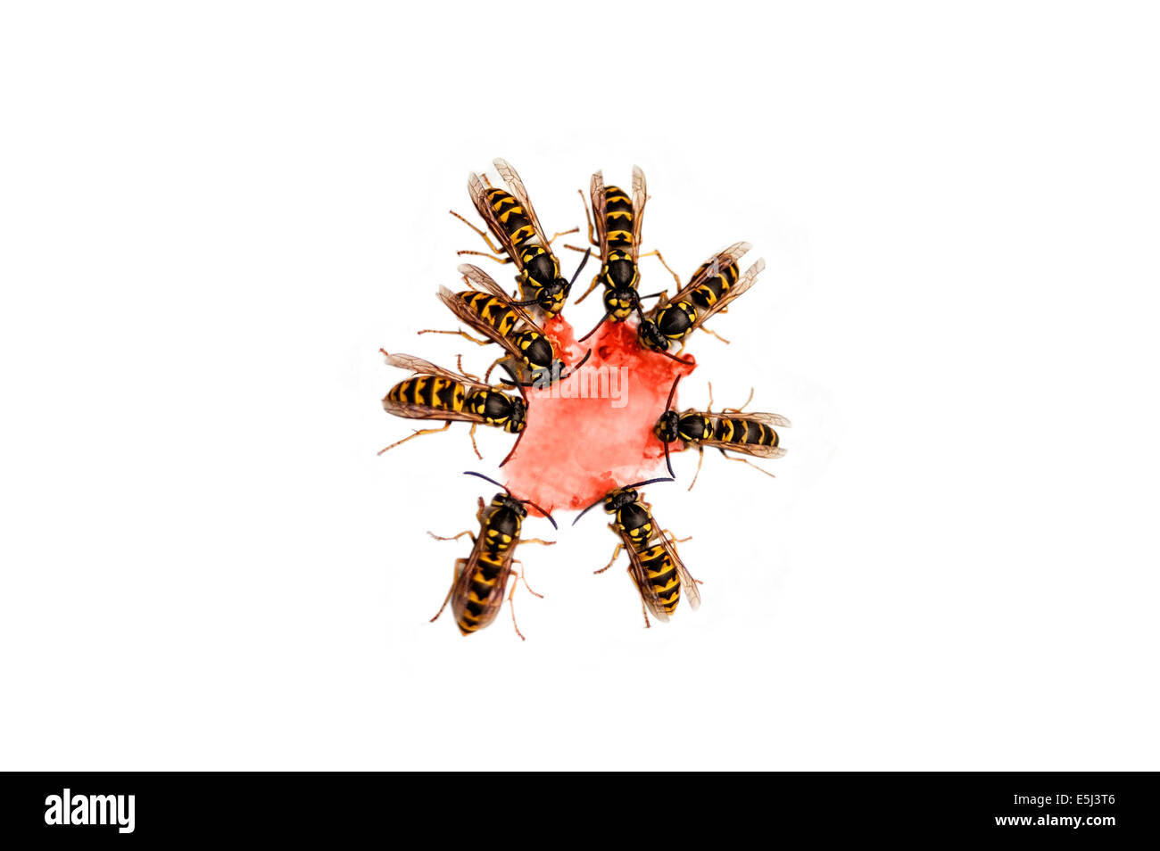 Wasps on jam hi-res stock photography and images - Alamy