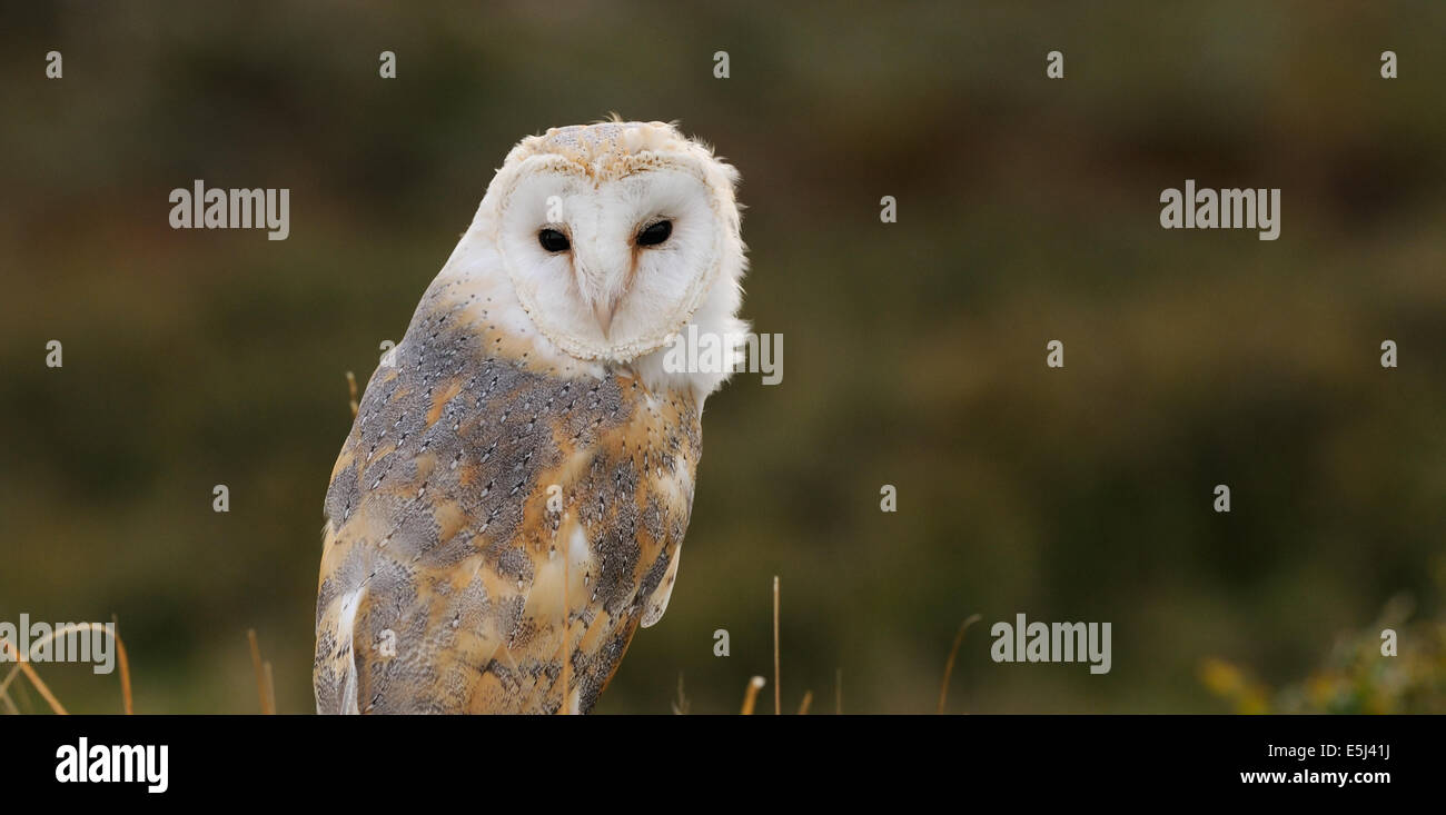 Barn Owl photographed n the middle of autumn colored vegetation at a ...