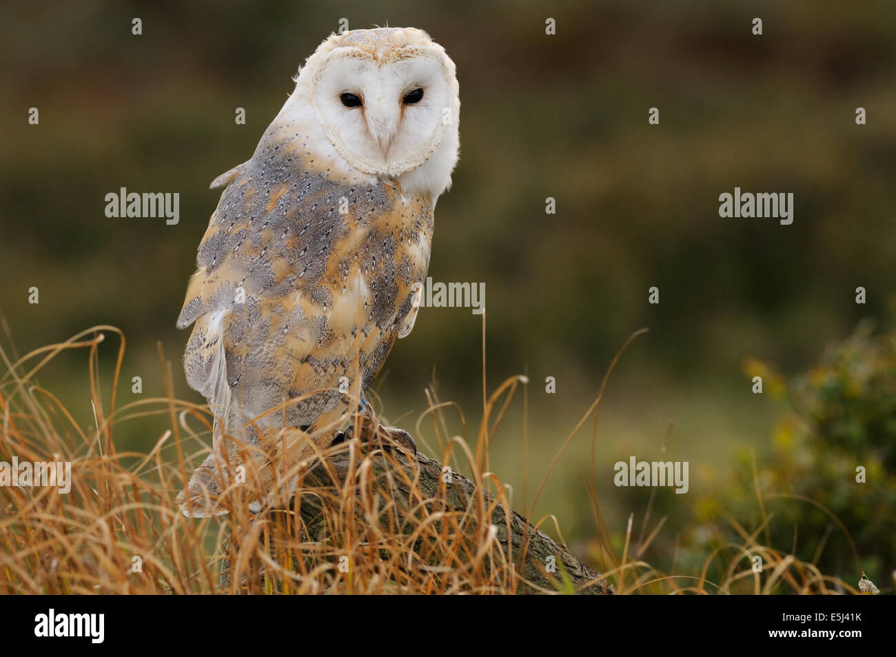 Barn Owl photographed n the middle of autumn colored vegetation at a ...