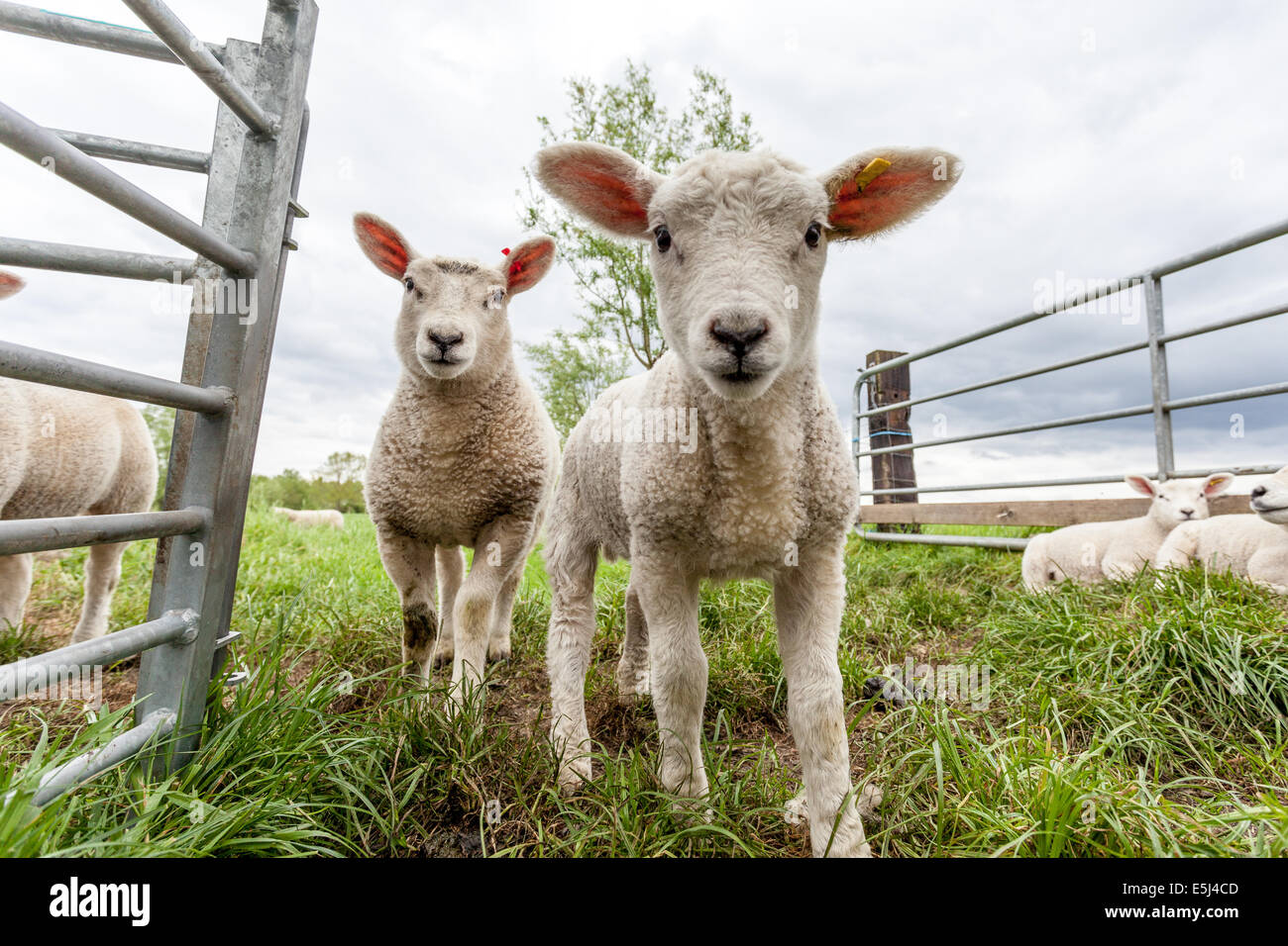 Lambs animal hi-res stock photography and images - Alamy