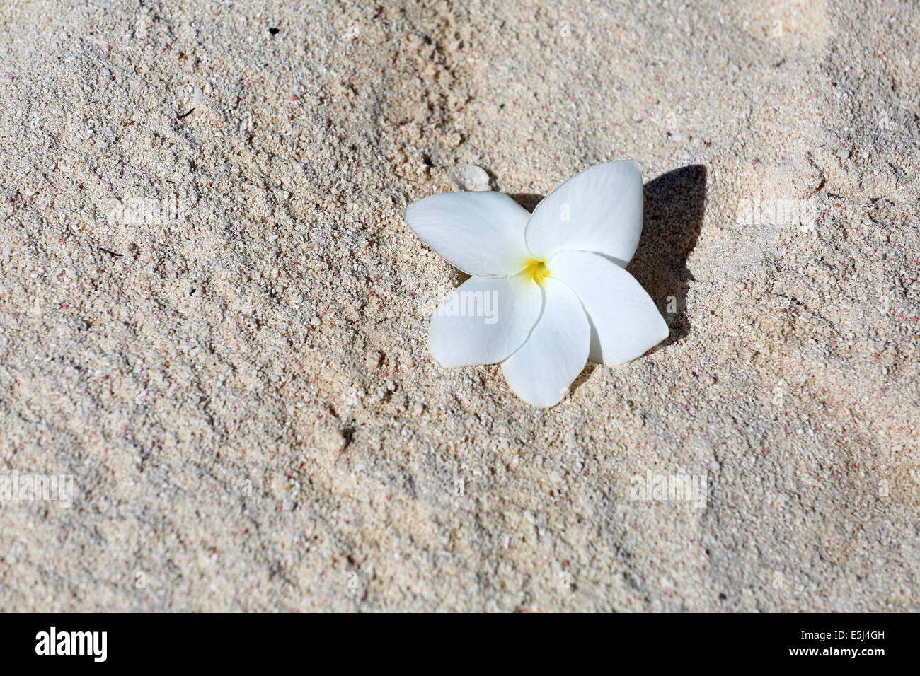 white flower on a coral sand beach Stock Photo - Alamy