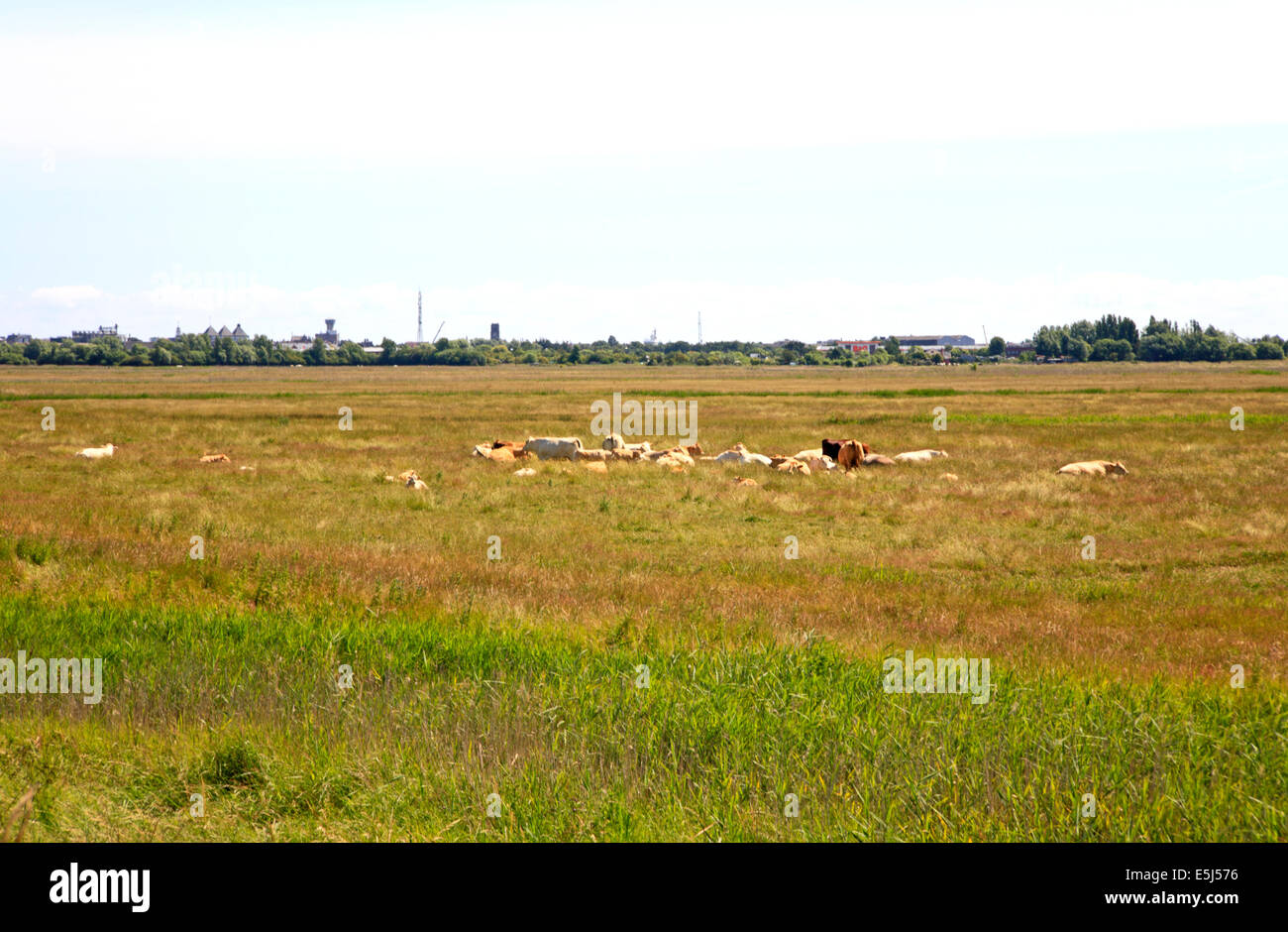 A herd of cattle lying down on grazing marshes at Burgh Castle, Norfolk ...