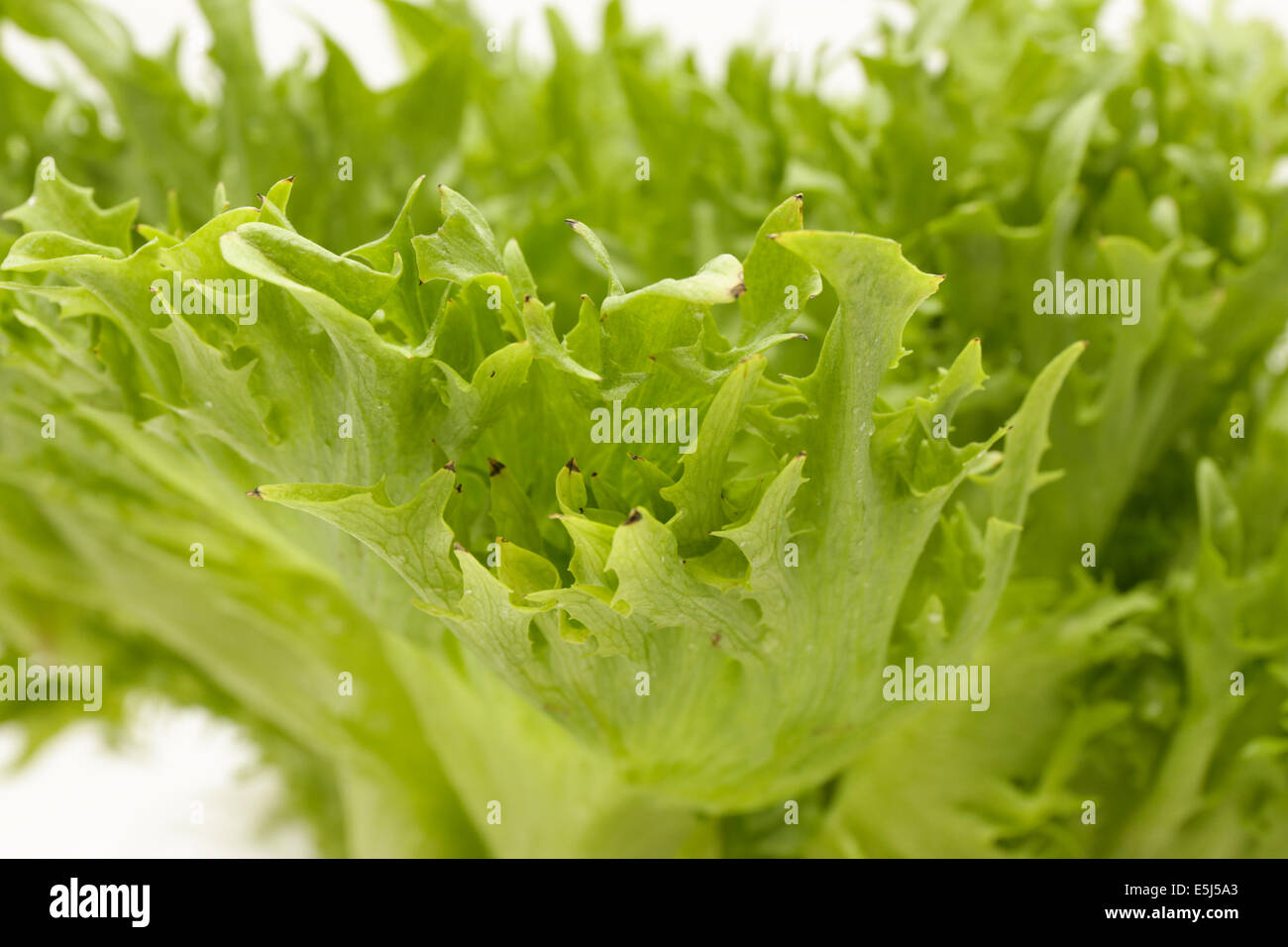 Healthy lettuce hi-res stock photography and images - Alamy