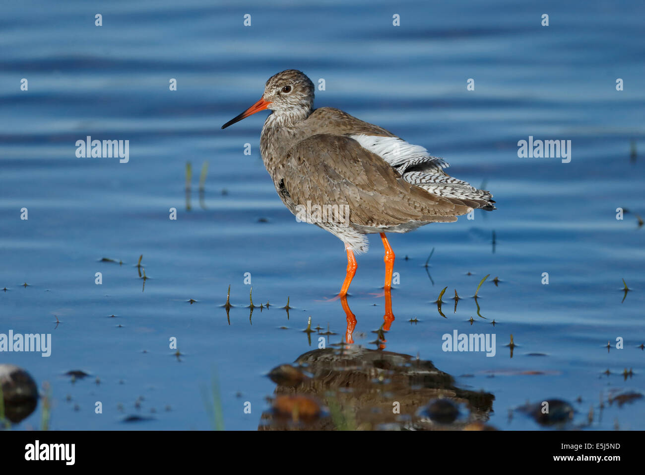 Redshank, Tringa totanus, single bird in water, Highlands, Scotland ...