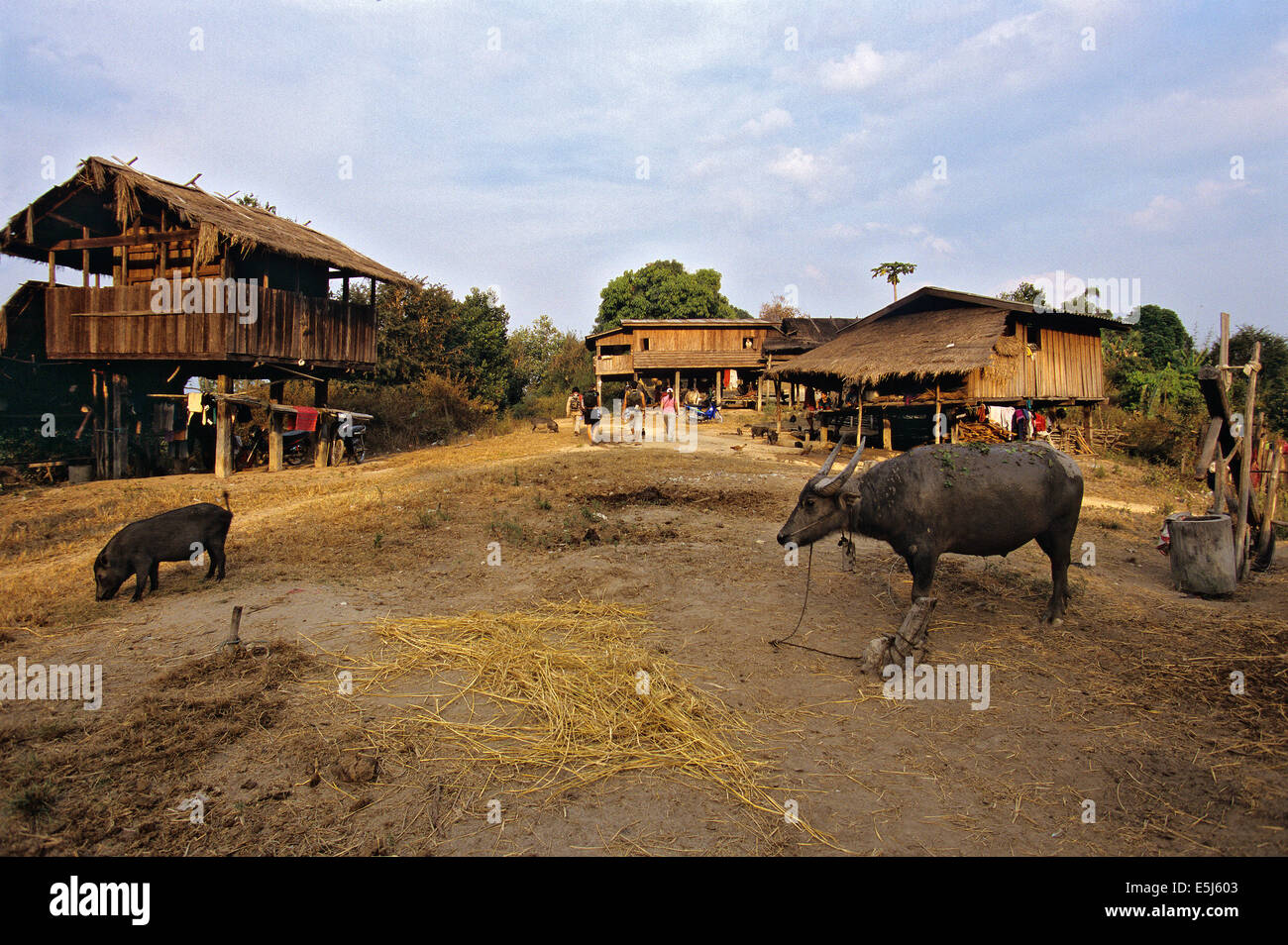 Surro hi-res stock photography and images - Alamy