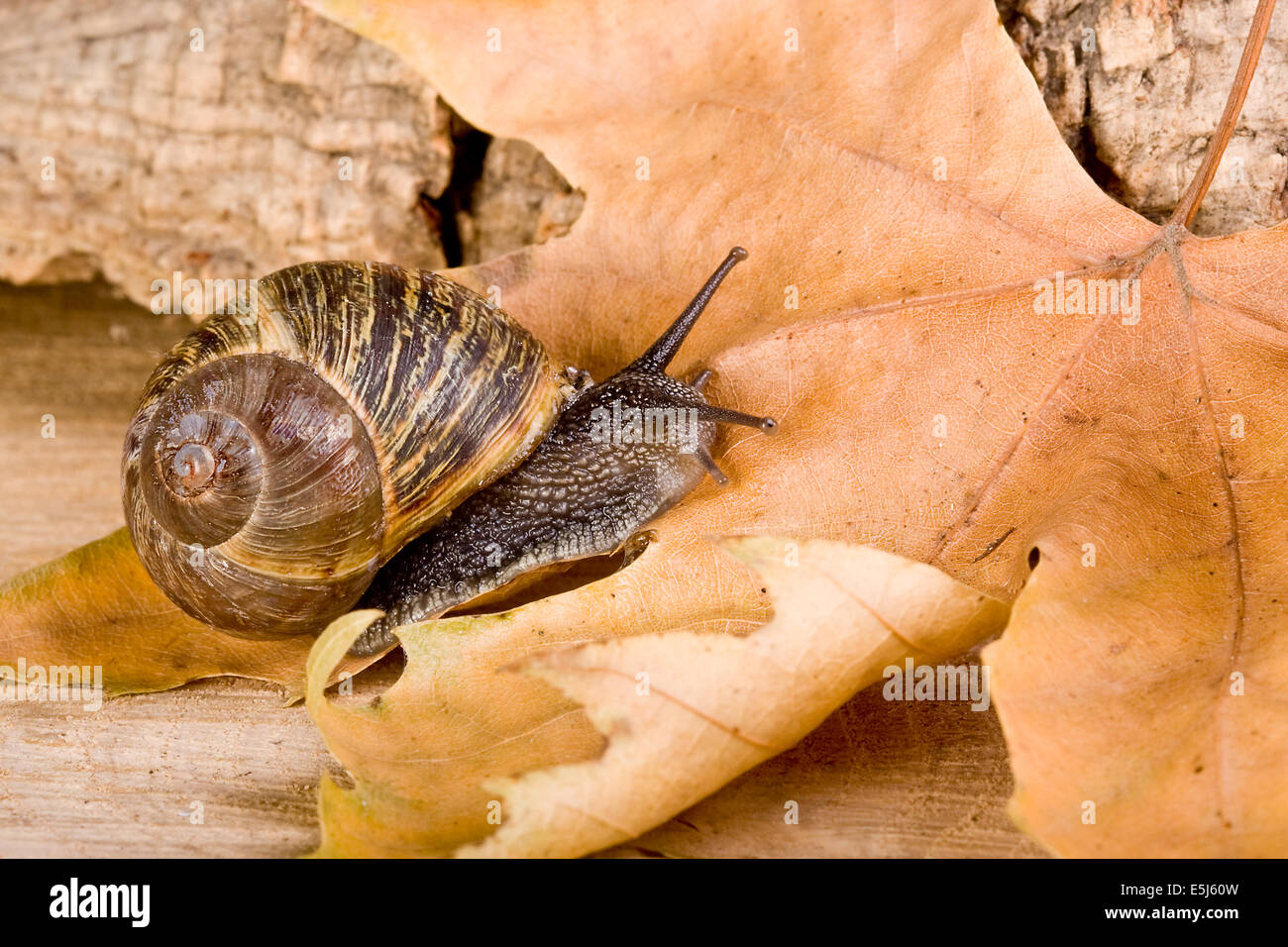 Dead Slug High Resolution Stock Photography and Images - Alamy