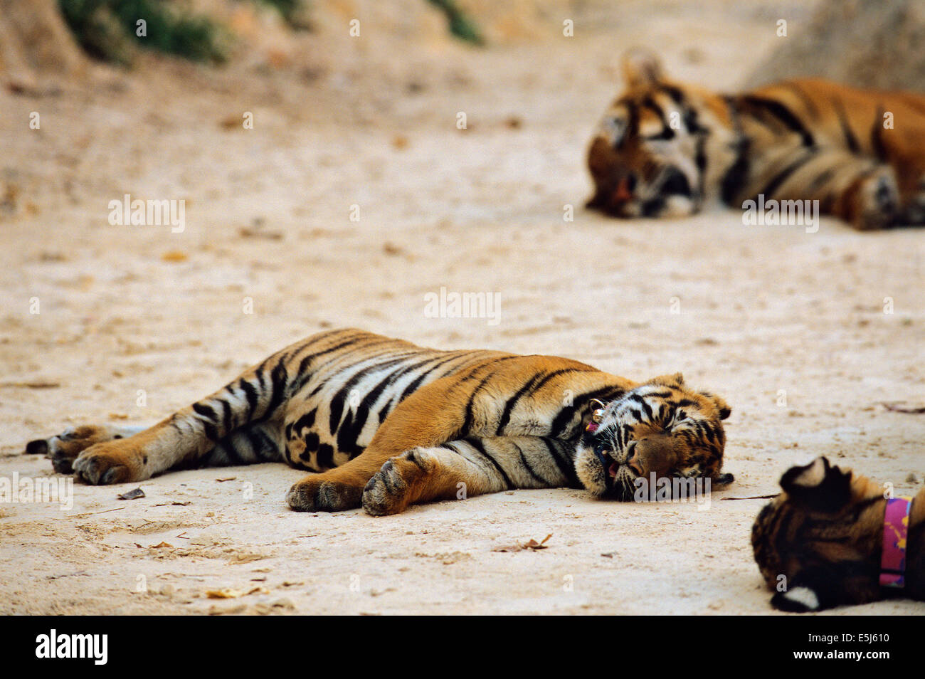 Tiger Temple, or Wat Pha Luang Ta Bua, is a Theravada Buddhist temple ...