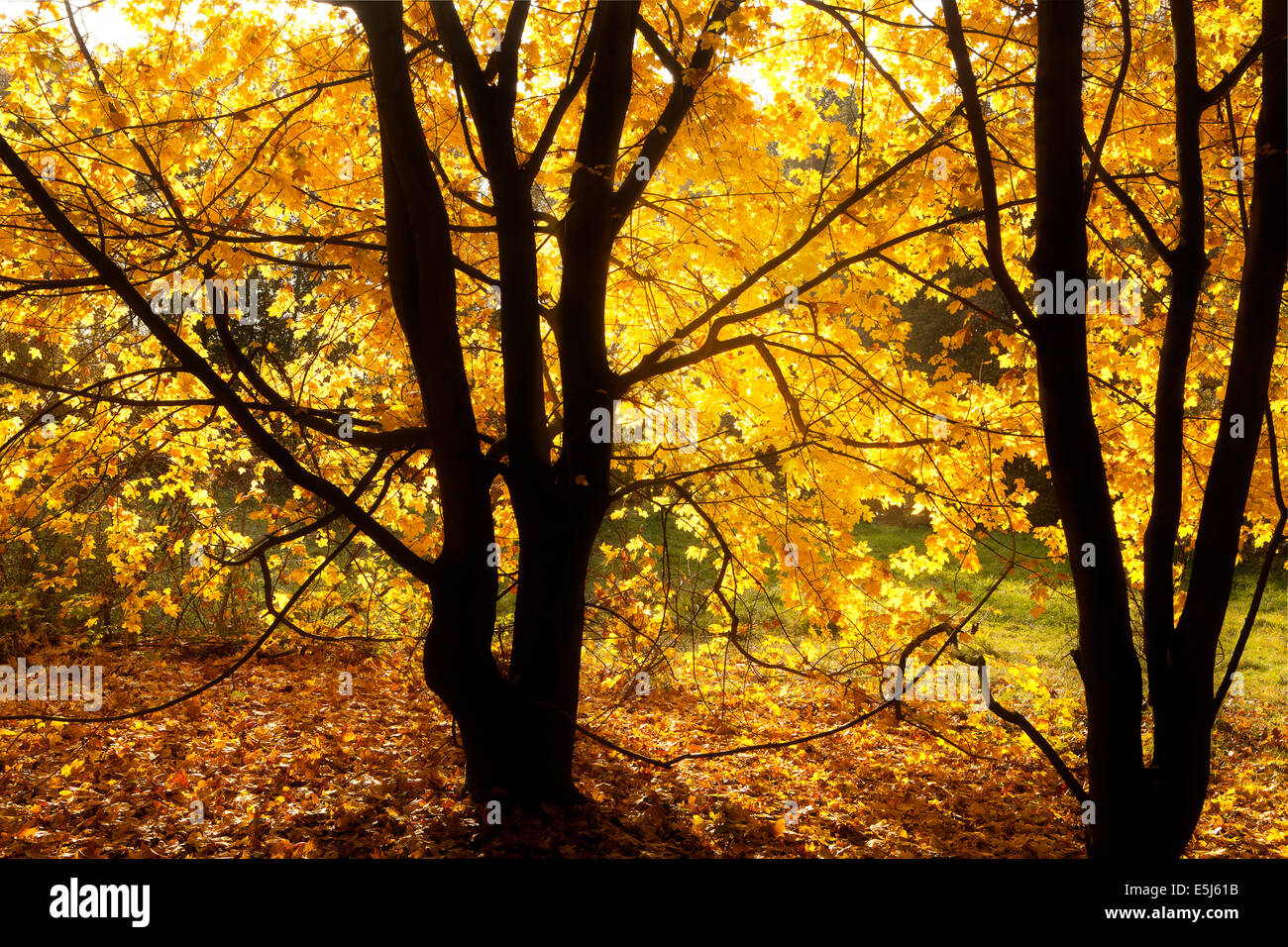 Backlit autumn tree hi-res stock photography and images - Alamy