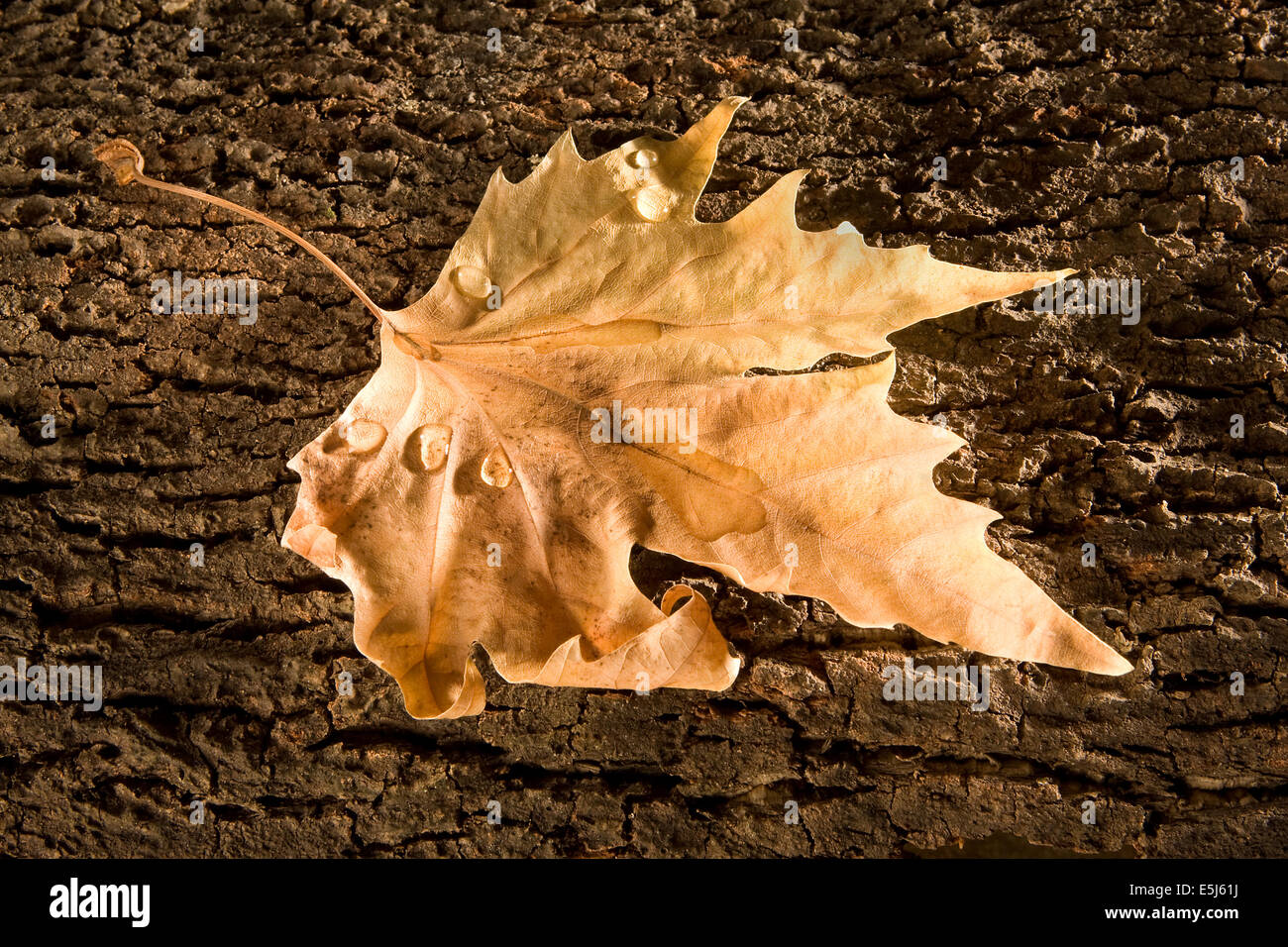 Chestnut lying on maple tree hi-res stock photography and images - Alamy