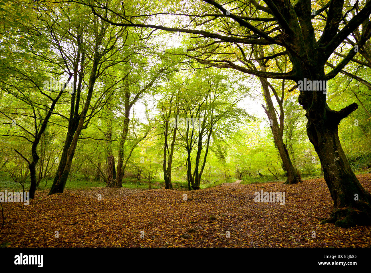 Deciduous woodland on the floor of Ebbor Gorge, Mendip Hills, Somerset ...