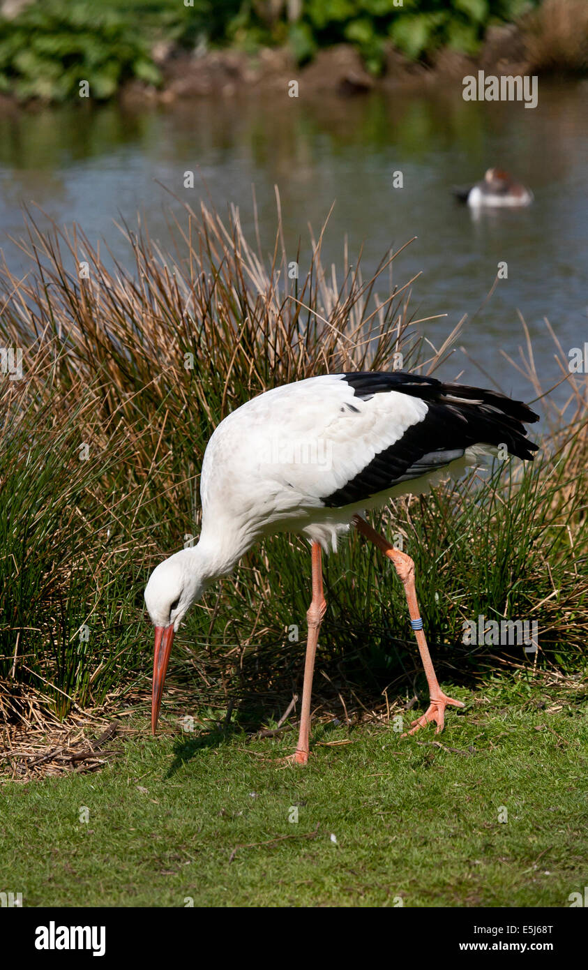 Upright view of Stork walking Stock Photo - Alamy