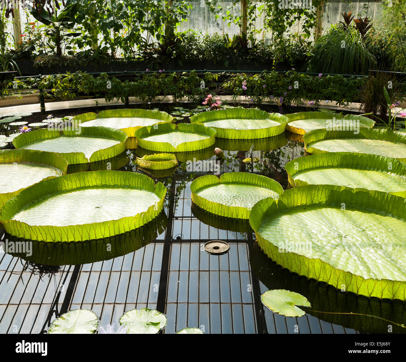 Kew gardens lilly pond hi-res stock photography and images - Alamy