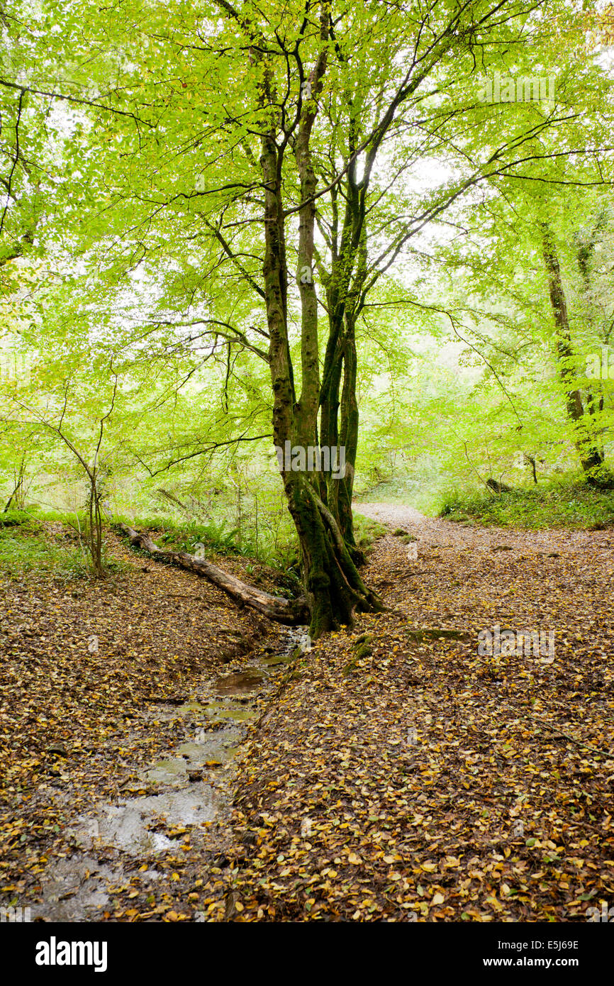 Deciduous woodland on the floor of Ebbor Gorge, Mendip Hills, Somerset ...