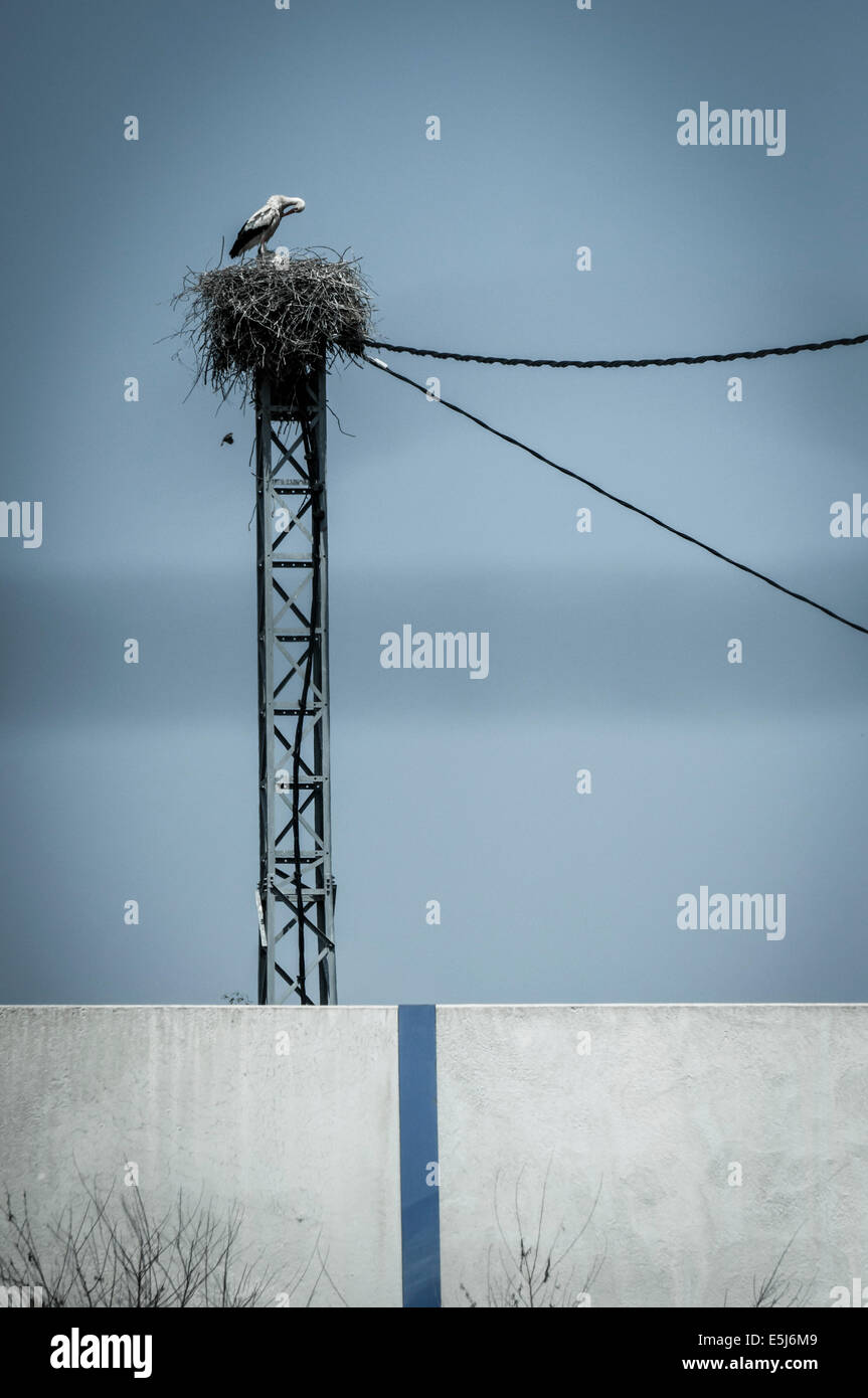 A female stork in its nest with her young chicks on a telegraph pole ...