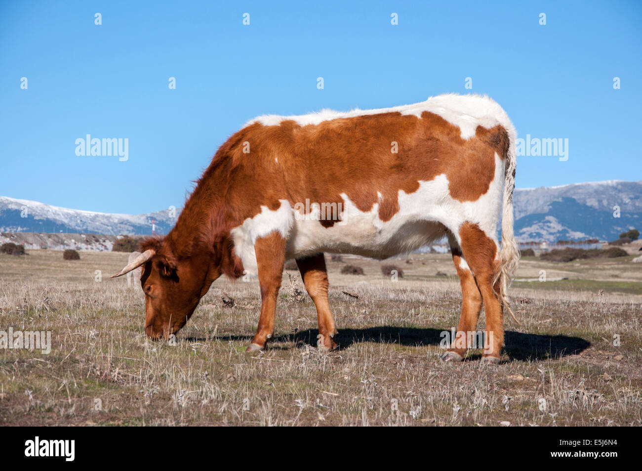Cows grazing in the field Stock Photo - Alamy
