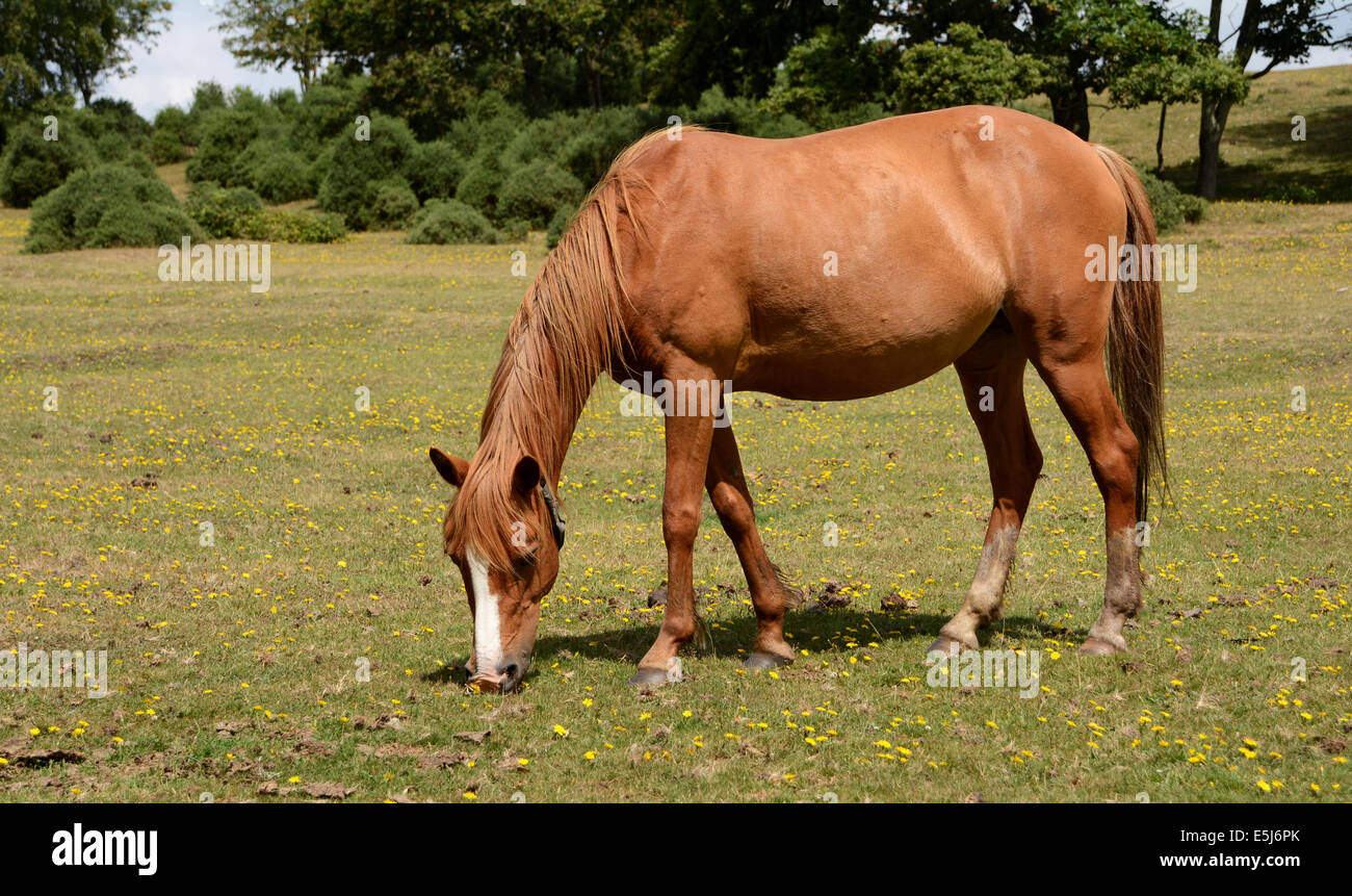 Chestnut New Forest pony grazing on grass in the sunshine Stock Photo ...