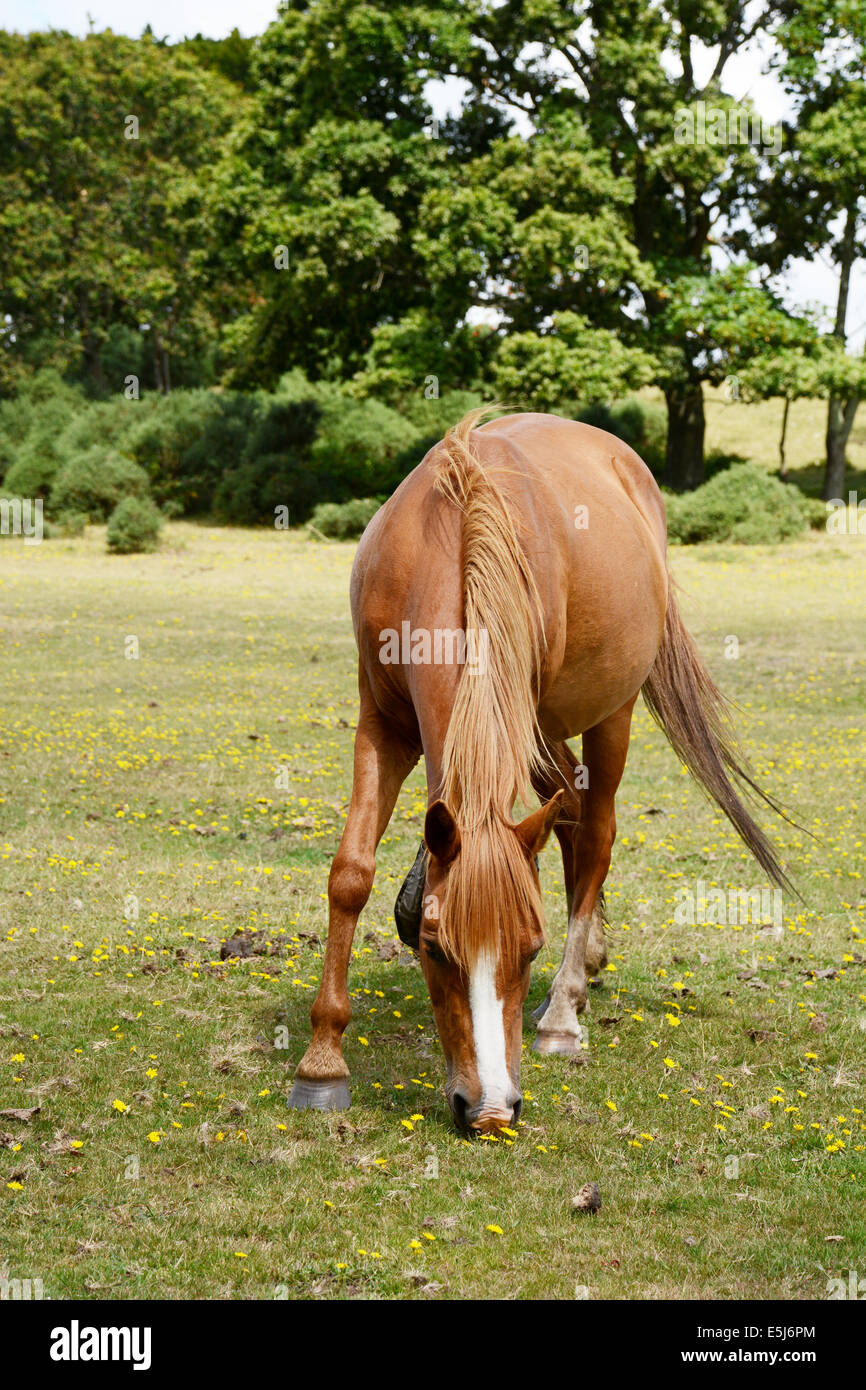 Chestnut pony hi-res stock photography and images - Alamy