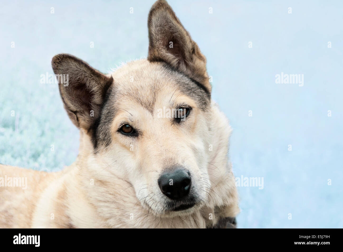 Stray Dog Portrait Stock Photo - Alamy