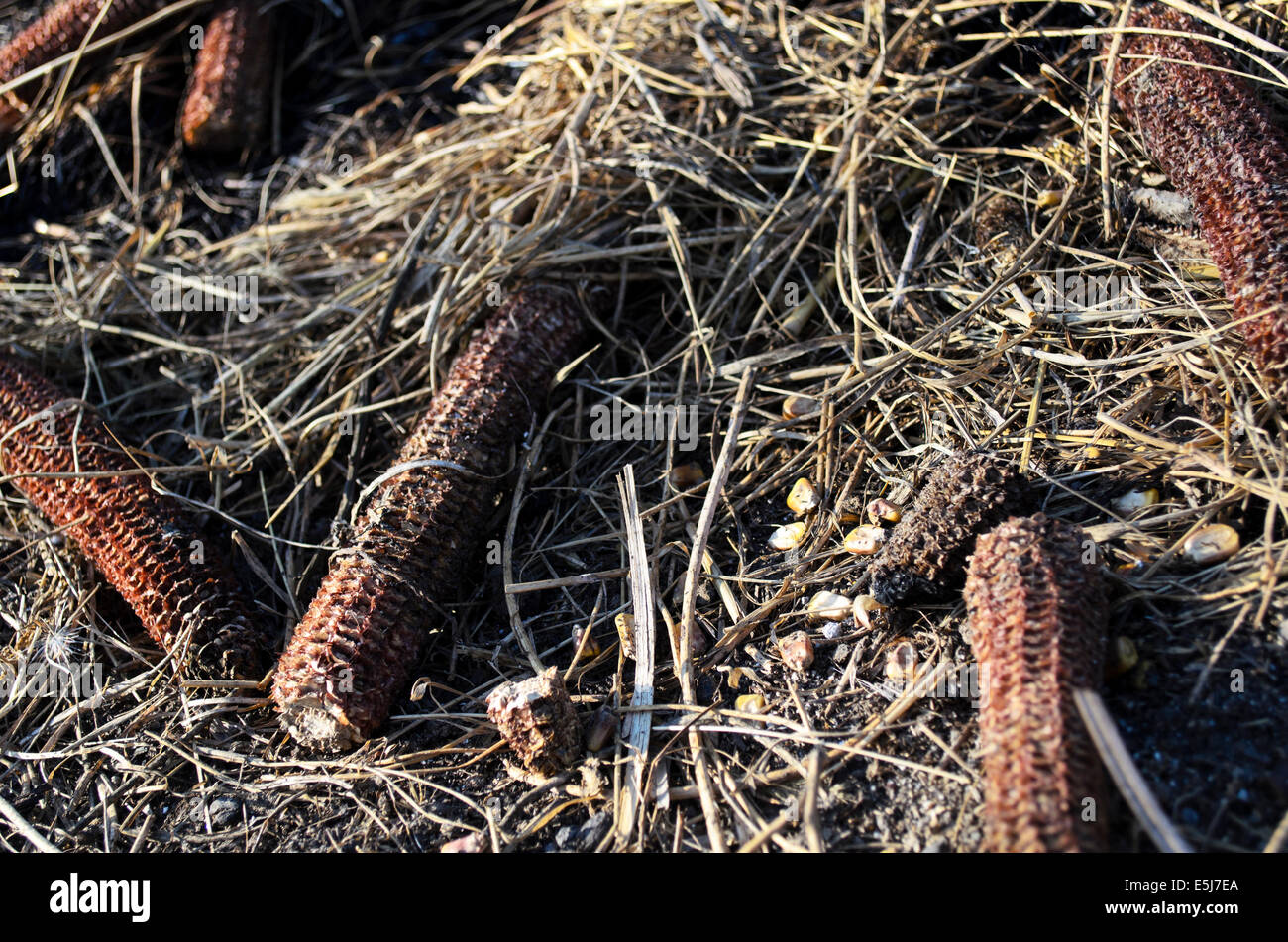 Waste left after harvest and some corn cobs Stock Photo - Alamy