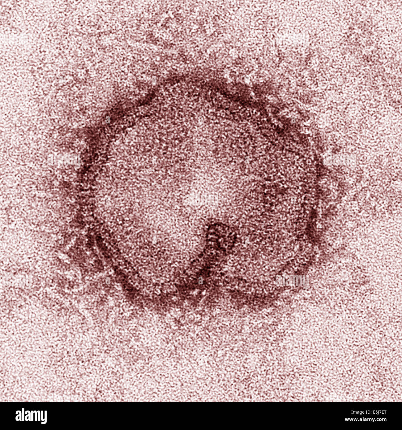 Spherical influenza H7N9 virus as viewed through an electron microscope ...