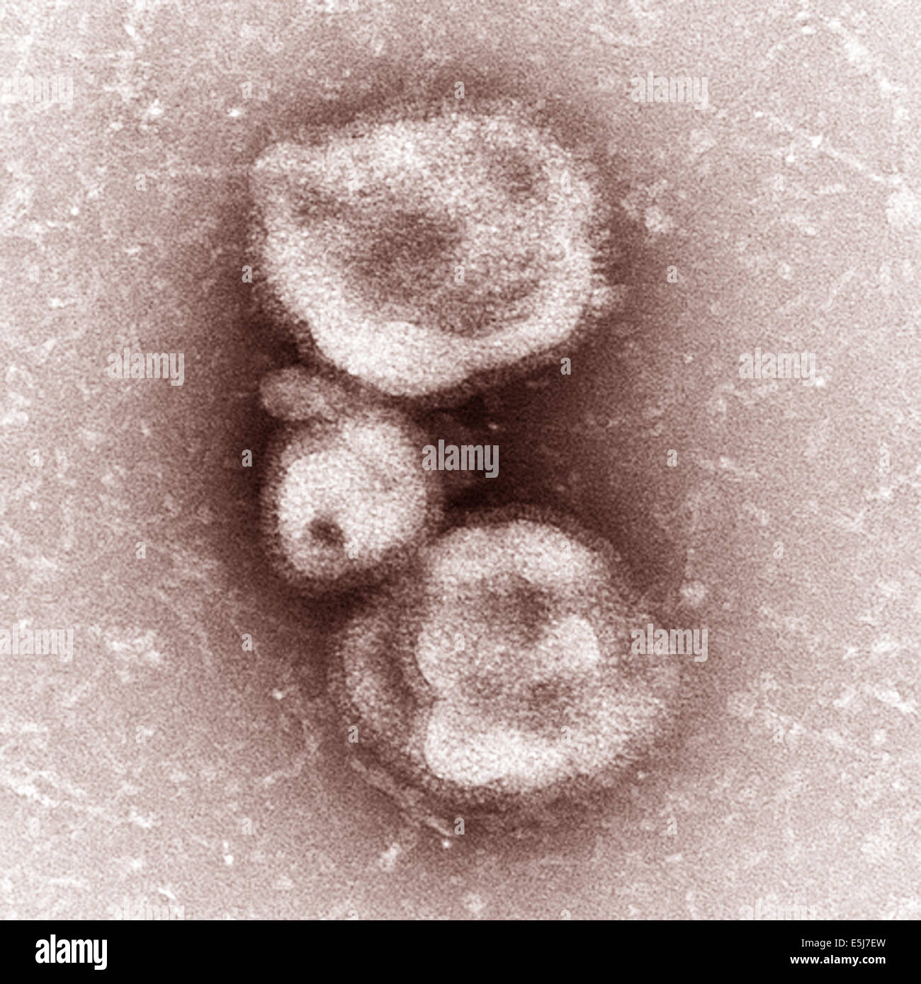 Bird flu virus hi-res stock photography and images - Alamy