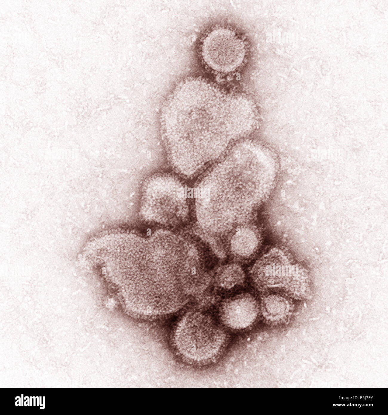 Electron Microscope Flu Virus