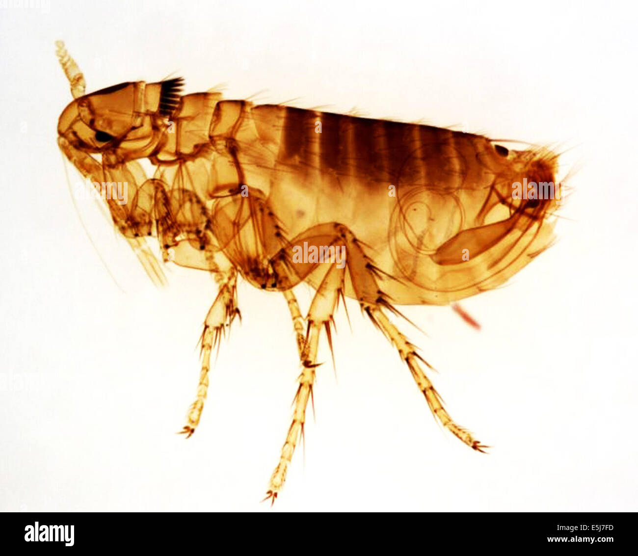 This photograph depicts an adult male Oropsylla Montana flea, formerly ...