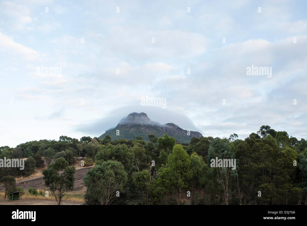 Australian bush gum trees victoria hi-res stock photography and images ...