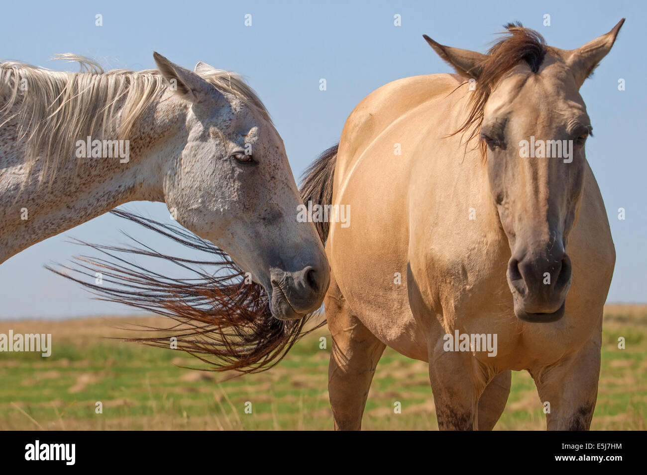 Akhal Teke Golden High Resolution Stock Photography and Images - Alamy