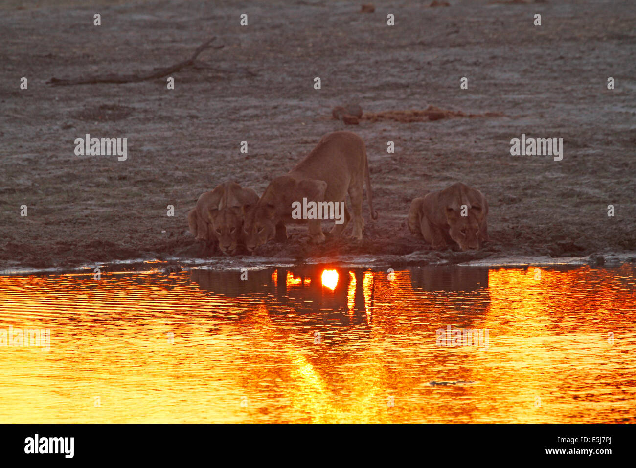 A pride of lions in Botswana, South Africa drinking in the first light ...