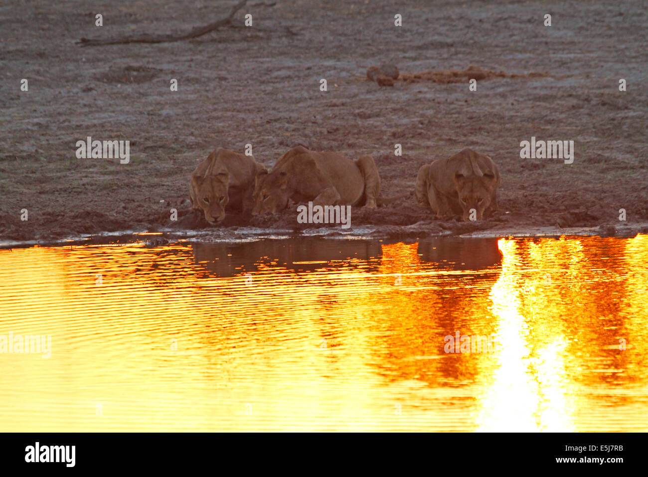 A pride of lions in Botswana, South Africa drinking in the first light ...