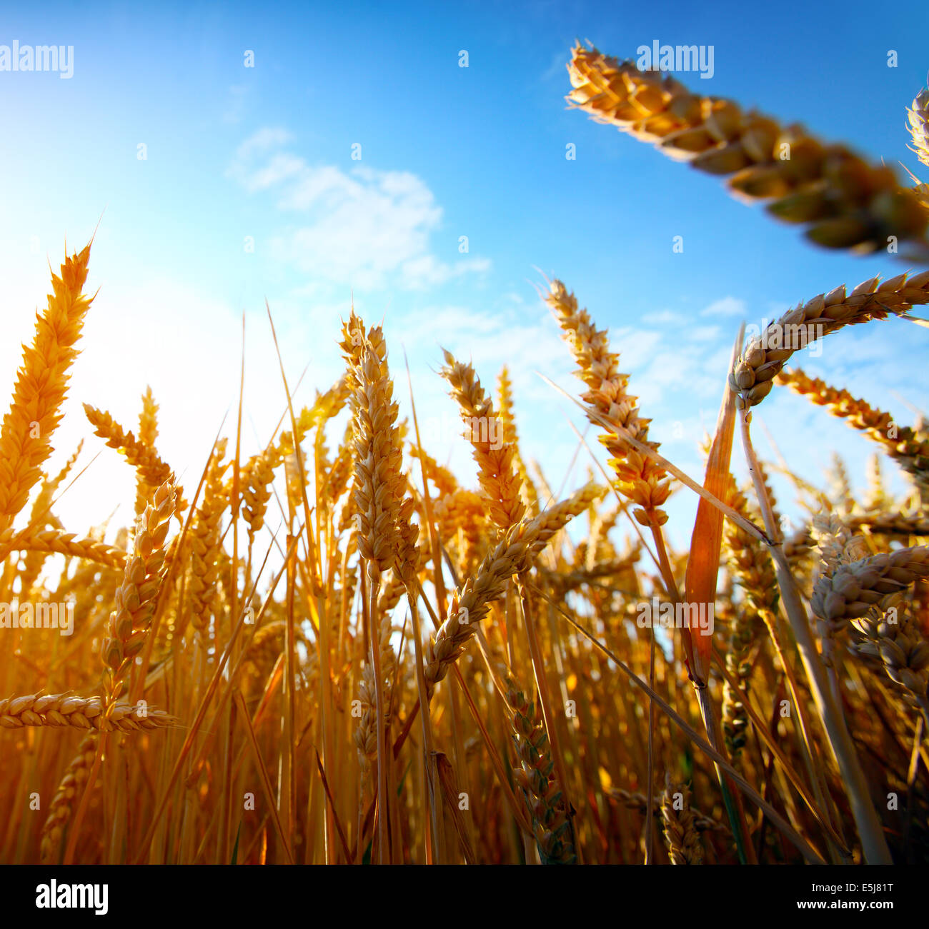 golden wheat field and sunset Stock Photo - Alamy