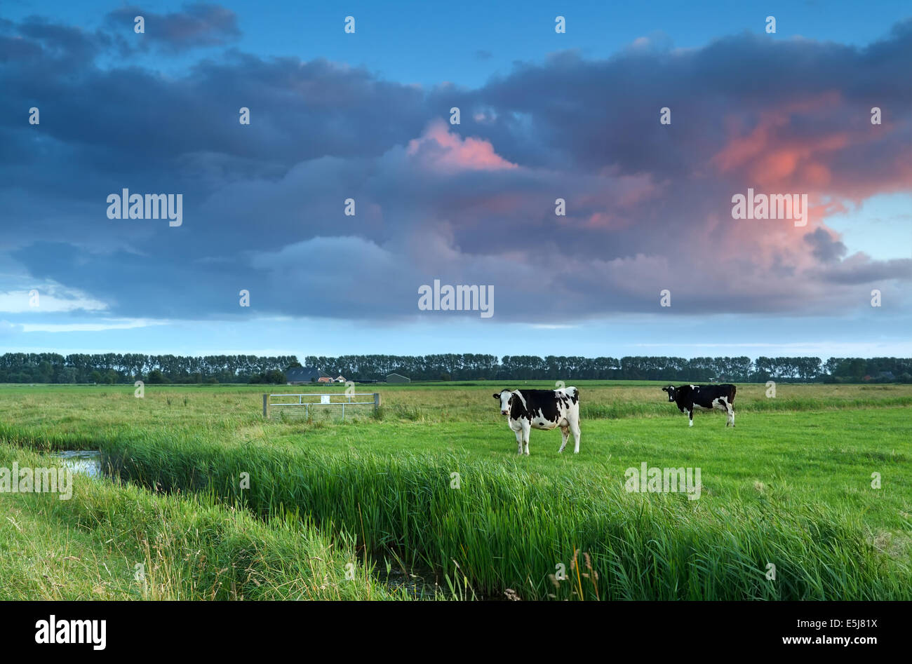 cows on pasture at sunset, Dutch farmland Stock Photo - Alamy