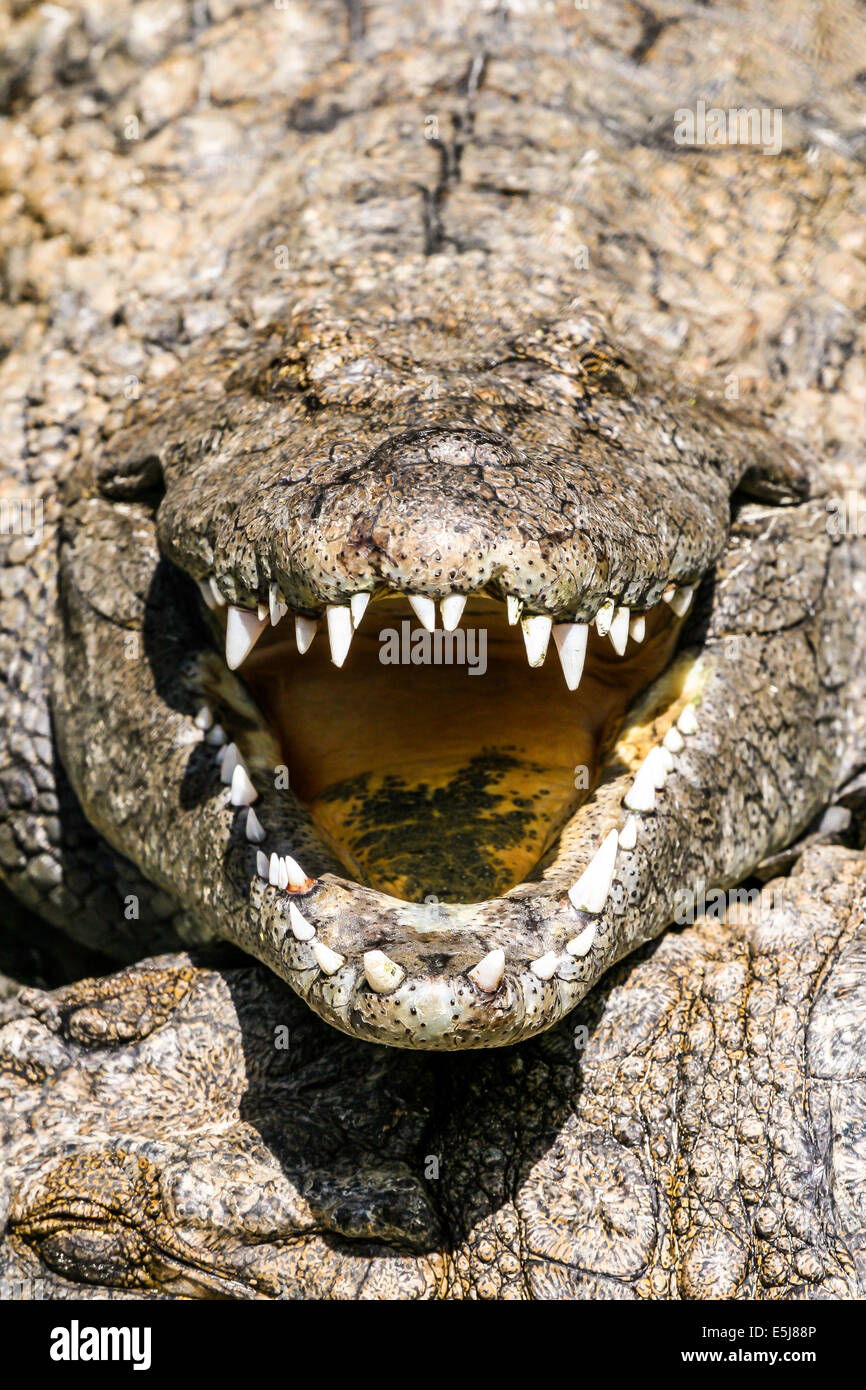 crocodile open mouth Stock Photo - Alamy crocodile open mouth Stock Photo - Alamy