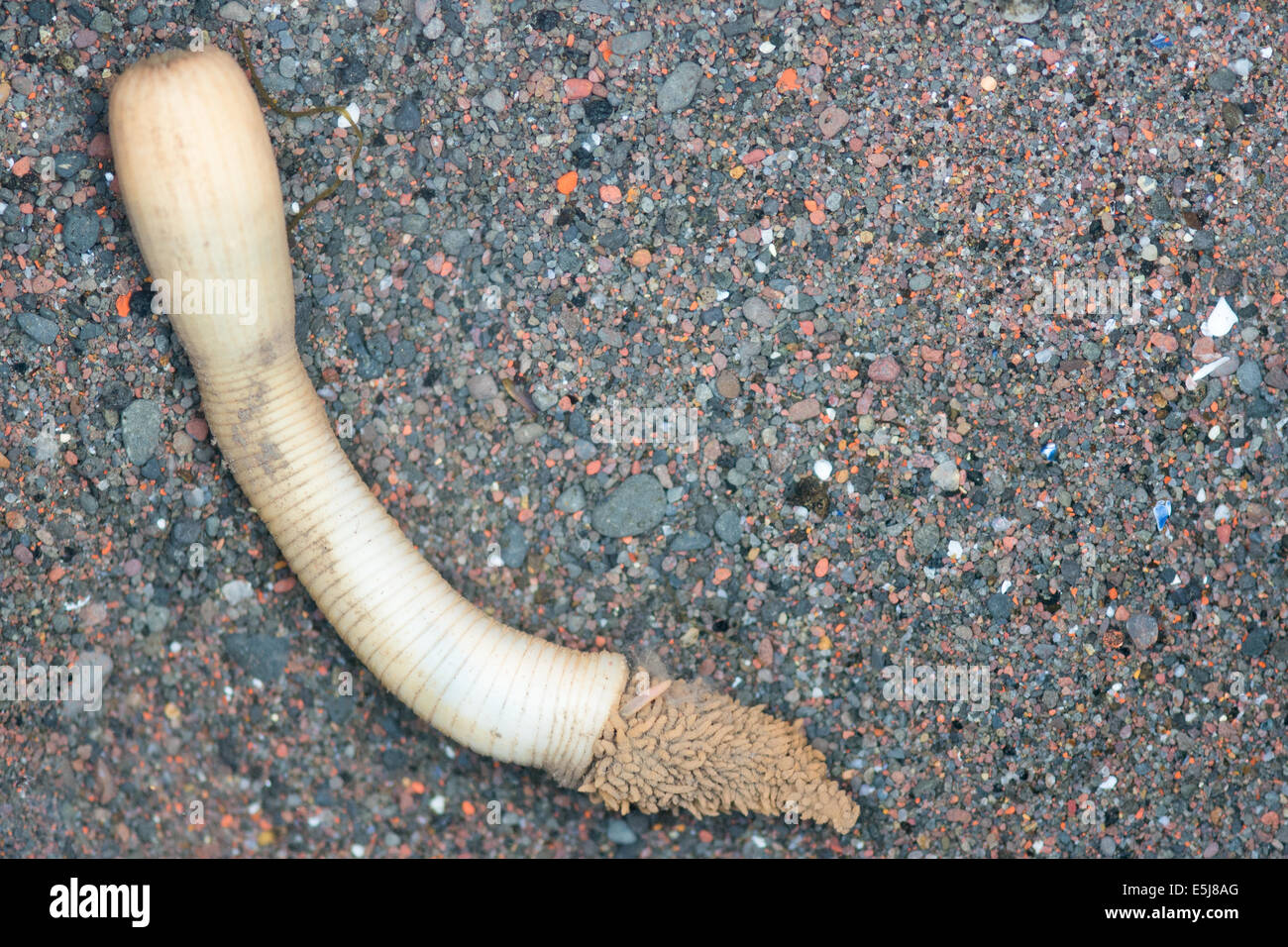 Priapulus caudatus a large representative of Priapulida from the waters ...